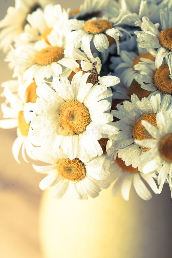 White daisies stock image. Image of life, postcard, pattern - 25182777