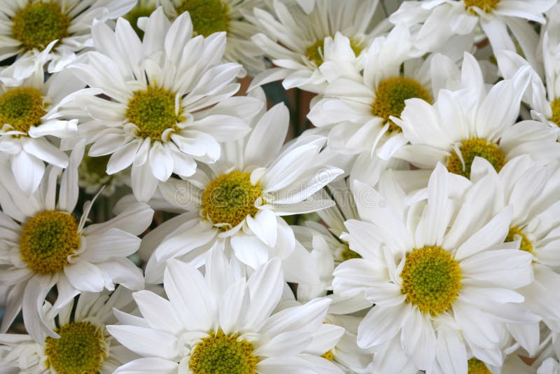 White daisies stock photo. Image of decor, home, nature - 3931742