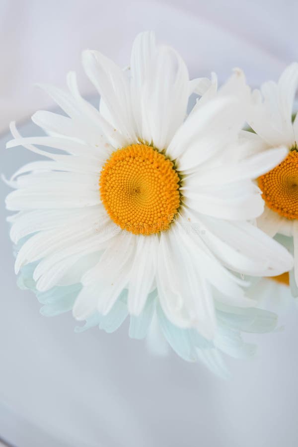 White Daisies on a White Background.Beautiful Daisy Flower Stock Photo ...