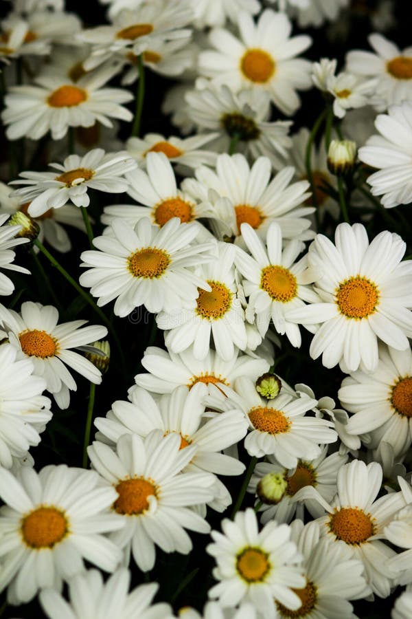 White Daisies Background . Lovely Blossom Daisy Flowers Stock Photo ...