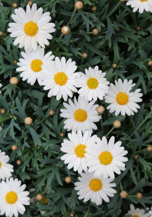White Daisies Bloomed in the Spring with Green Leaves Stock Image ...