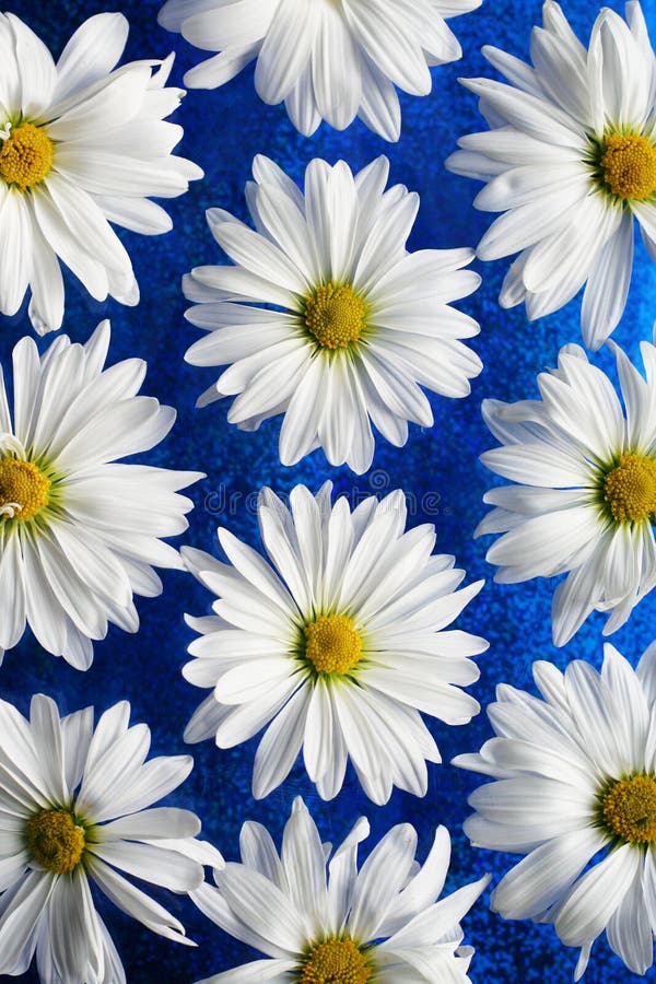 White daisies stock photo. Image of bouquet, pretty, floral - 5608920