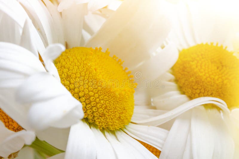 White Daisies Close-up in the Rays of Sunlight Stock Image - Image of ...