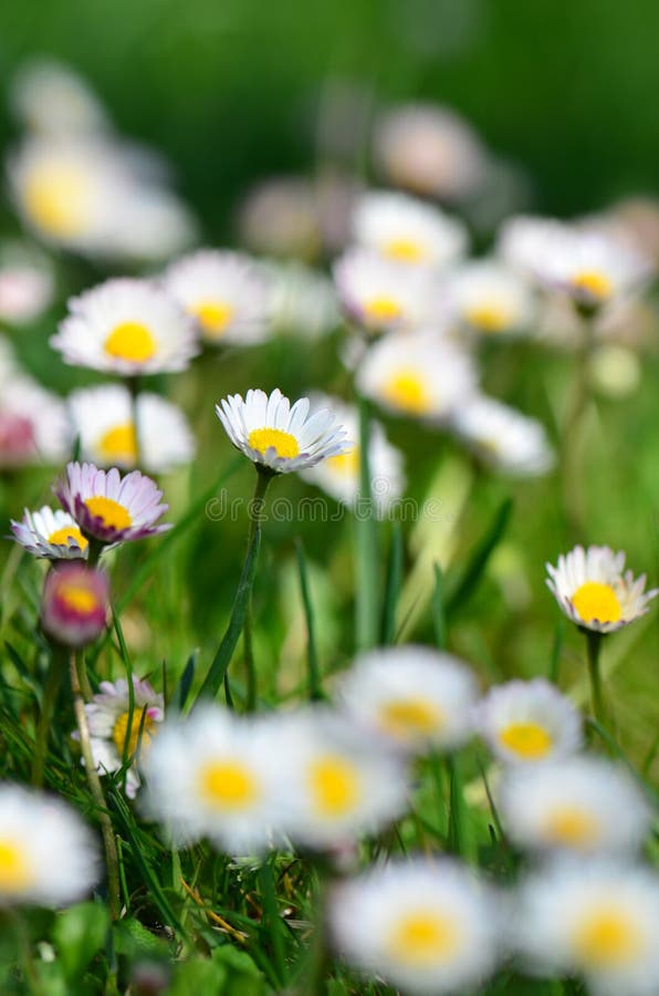 White Daisies Field in the Spring Stock Image - Image of floral ...