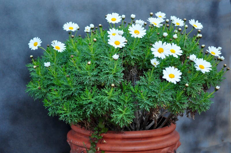 Clay Pot with Daisies As Rustic Decoration Stock Image - Image of flora ...