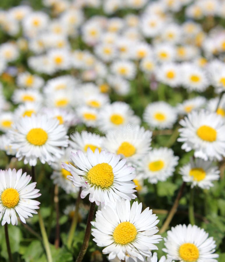 White Daisies stock image. Image of floral, field, flowers - 39199193