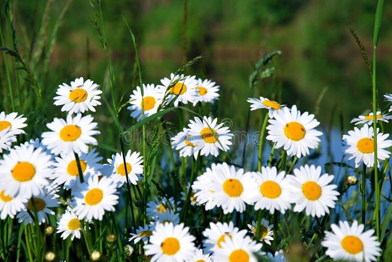White daisy stock photo. Image of nature, flower, natural - 10403976
