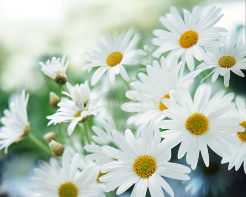 White daisy stock photo. Image of close, glow, bright - 15629060