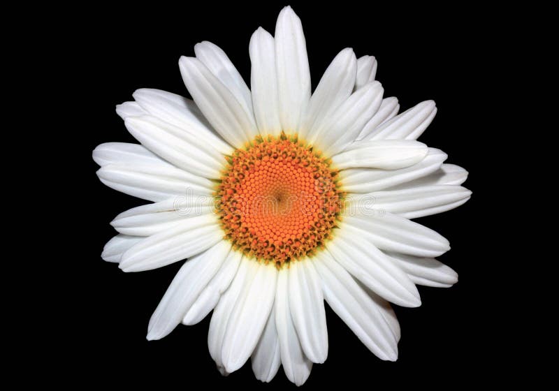 White daisy stock image. Image of life, flowering, flora - 15700153