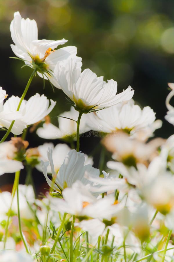 White Daisy stock image. Image of colorful, vivid, wild - 22529087