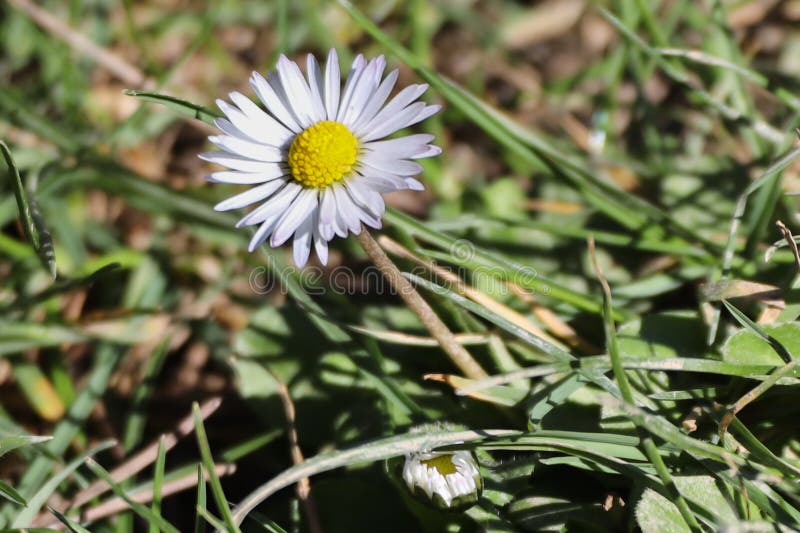 White Daisy in Aydos Forest Stock Photo - Image of herb, white: 274069962
