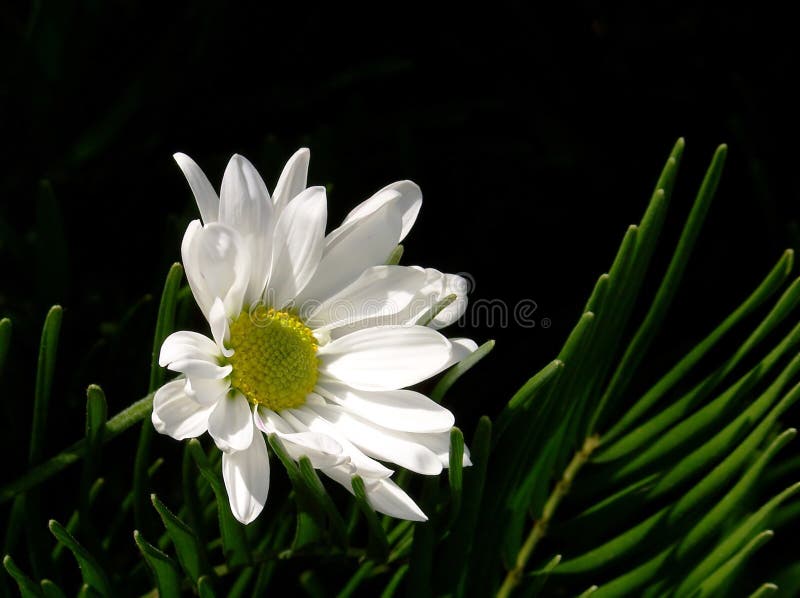 White Daisy, Black Background Stock Image - Image of perennial, common ...