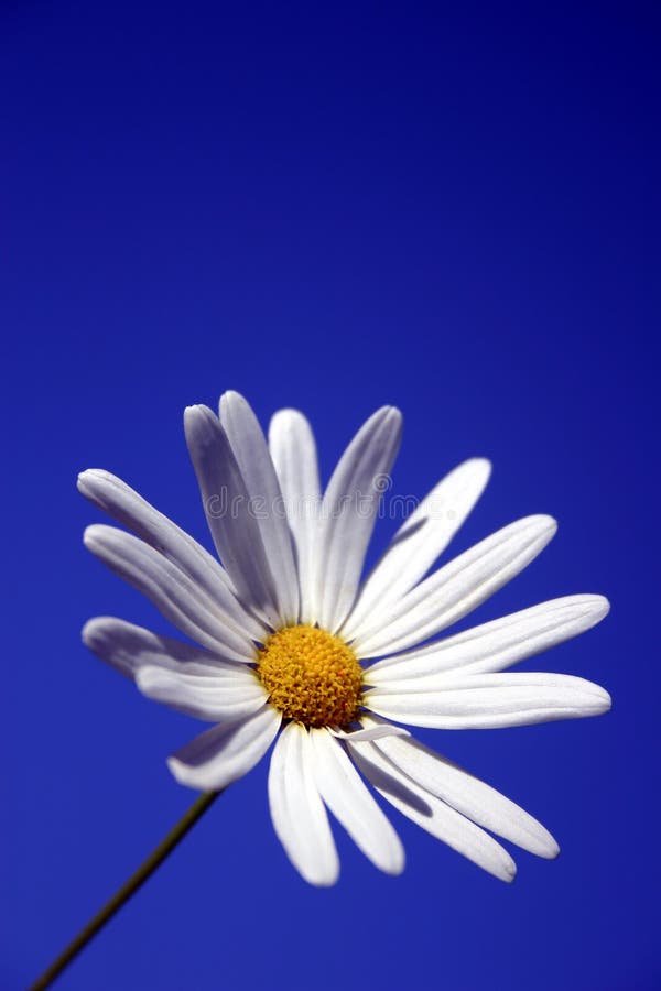 White Daisy and Blue Sky stock image. Image of grow, petal - 147495
