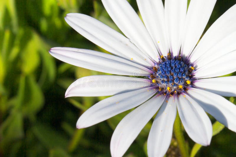 White Daisy Blue Stamen Macro Stock Photo - Image of blue, nature: 16864372