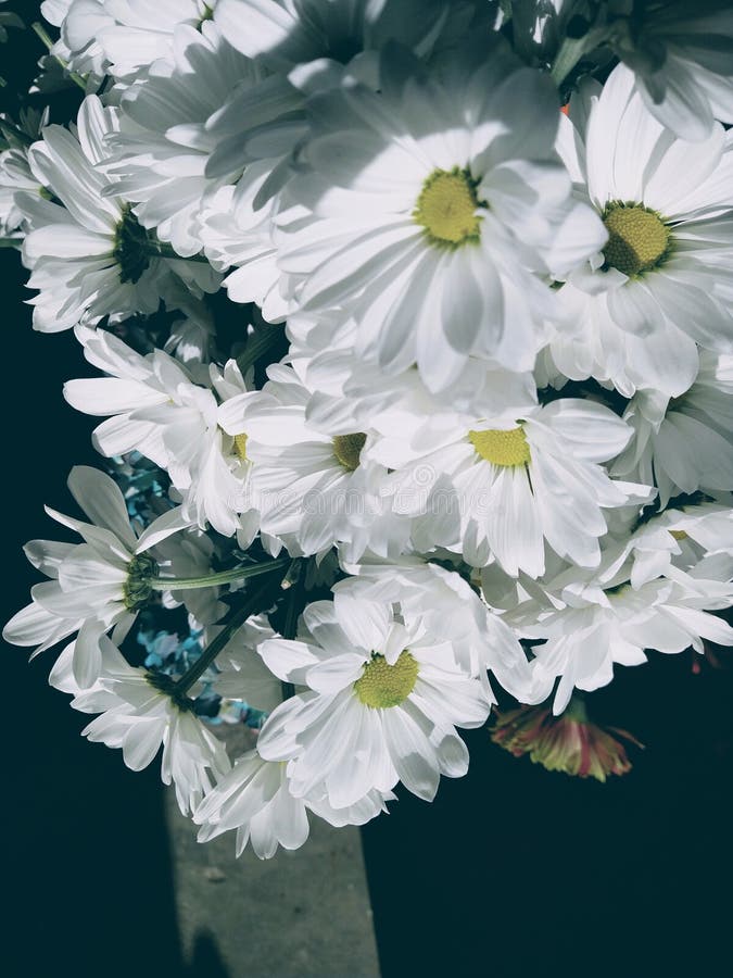 White Daisy Bouquet with Shadow Stock Photo - Image of plant, daisy ...