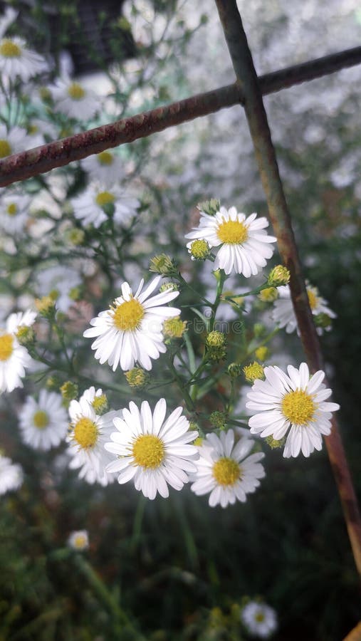 White Daisy Flower in Britte Light and Nice Bokeh Stock Photo - Image ...