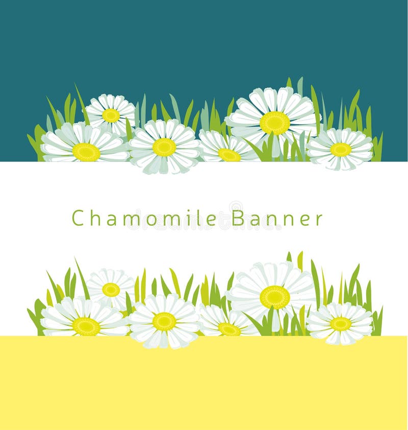 White daisy flower stock vector. Illustration of beautiful - 75257111