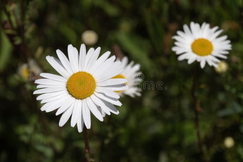 White Daisy Flower Close-up. White Daisy in Bloom Stock Photo - Image ...