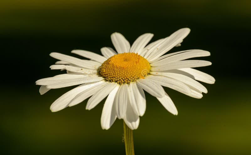 White Daisy Flower Closeup from the Side Stock Photo - Image of aroma ...