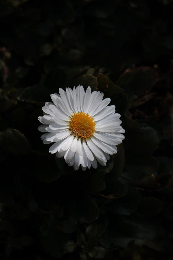 White Daisy Flower on a Dark Background Stock Image - Image of black ...