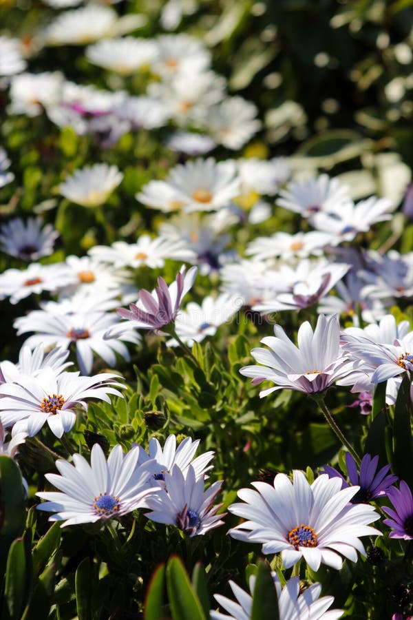White Daisy Flower stock photo. Image of land, grow, beautiful - 55181446