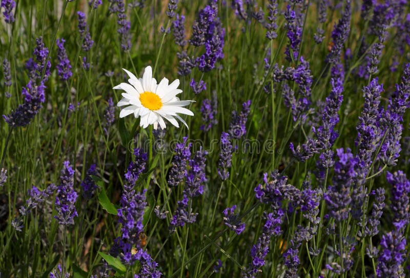 White Daisy Flower Has Bloomed in the Middle of a Lavender Field Stock ...