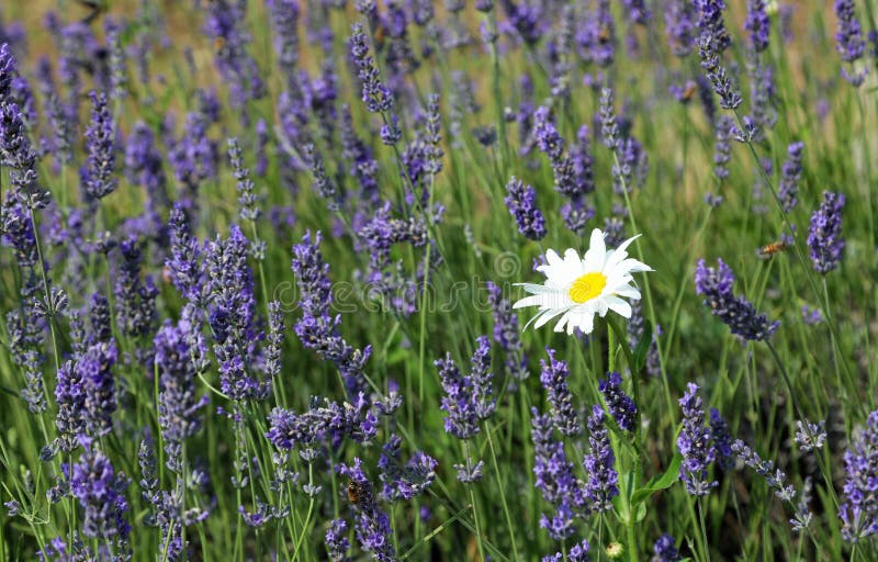 White Daisy Flower Has Bloomed in the Middle of a Lavender Field during ...