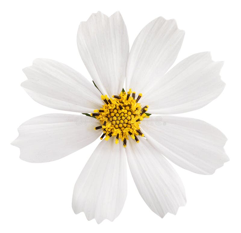 White Daisy Flower Isolated on White Background Stock Photo - Image of ...