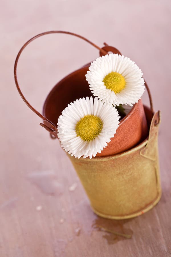White Daisy Flower with Old Tin Bucket Stock Photo - Image of beauty ...