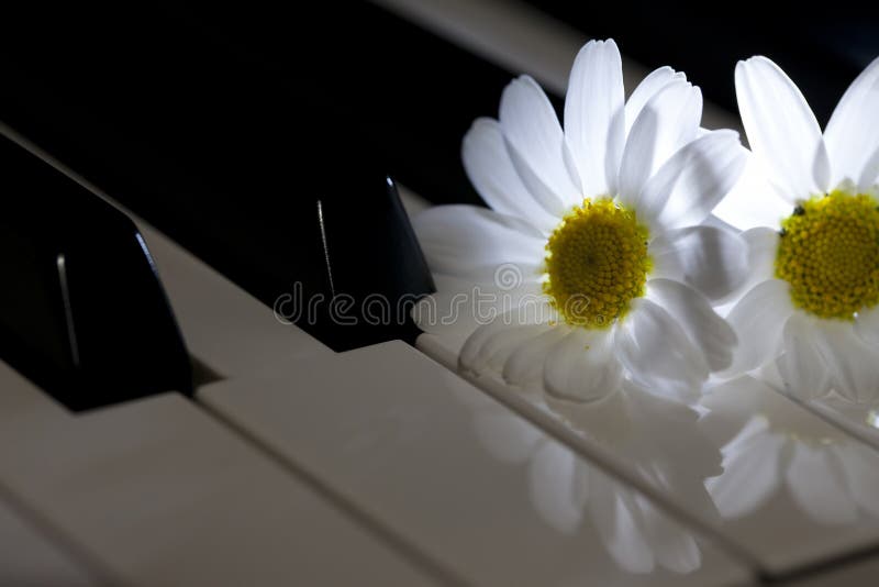 White Daisy Flower on Piano Keys Stock Image - Image of ivory, ebony ...