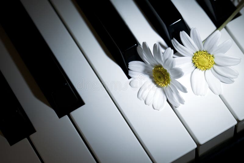 White Daisy Flower on Piano Keys Stock Image - Image of bouquet, floret ...