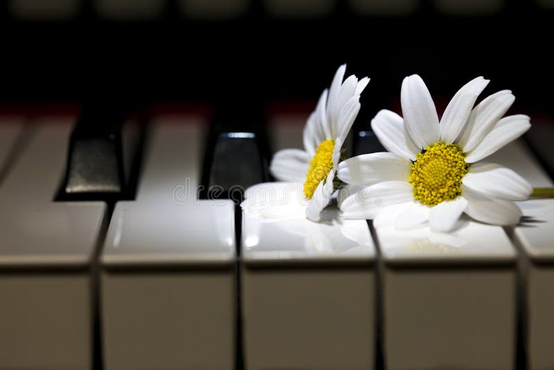 White Daisy Flower on Piano Keys Stock Image - Image of flower, daisies ...
