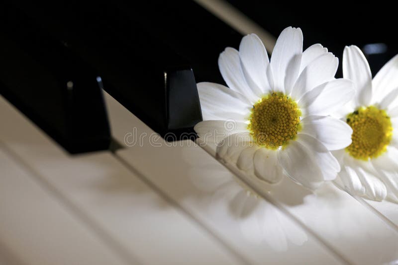 White Daisy Flower on Piano Keys Stock Photo - Image of close, keys ...