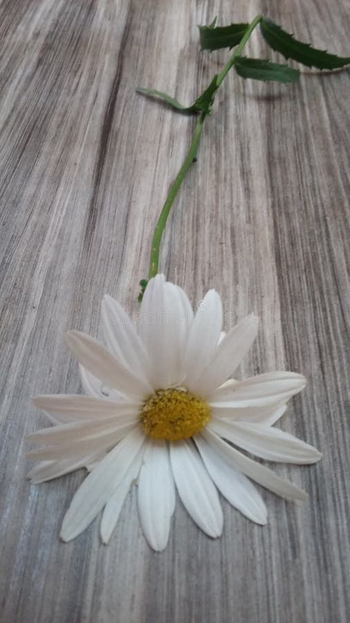 WHITE DAISY FLOWER on TABLE Stock Photo - Image of fresh, flower: 180446048
