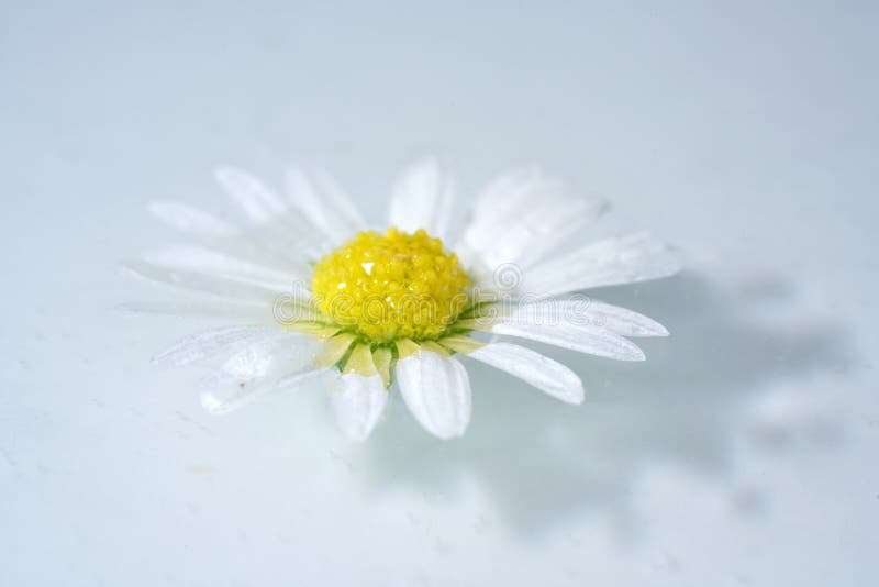 White Daisy Flower in the Water Stock Photo - Image of beauty, close ...