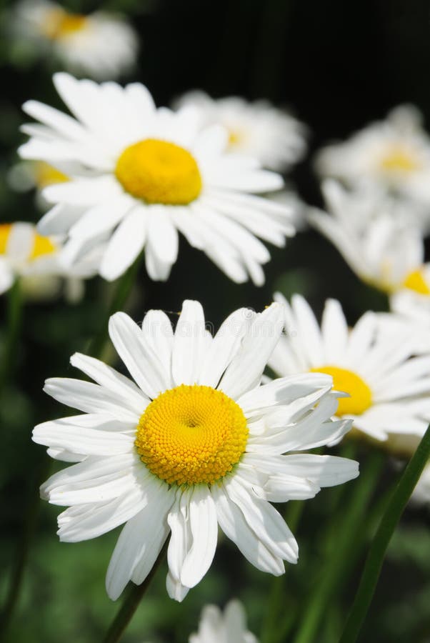Daisies stock image. Image of autumn, pedal, circle, fall - 329475