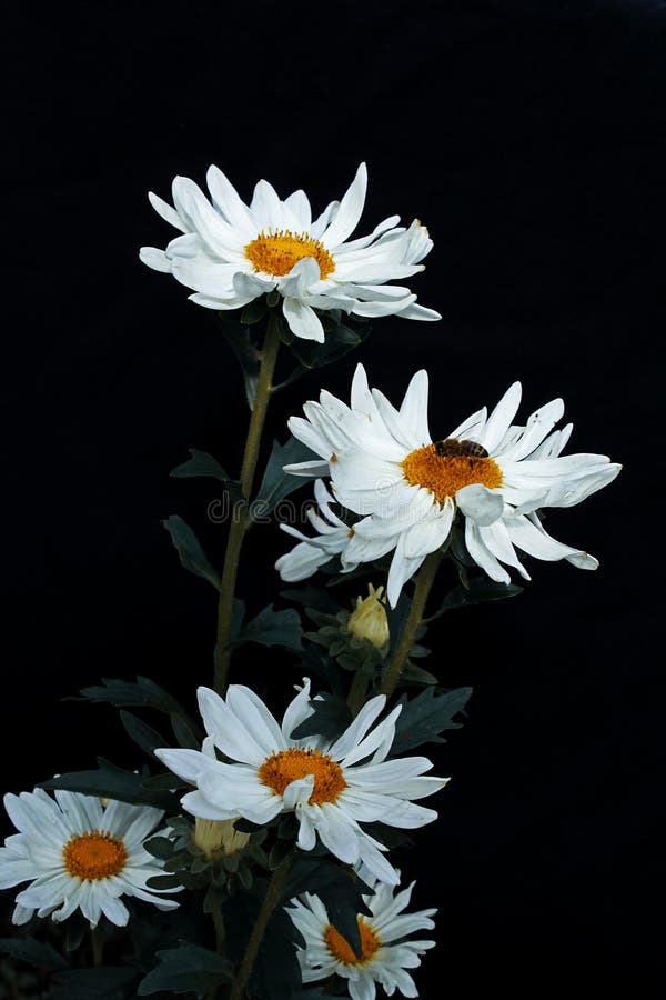 White Daisy Flowers on Black Background Stock Photo - Image of contrast ...