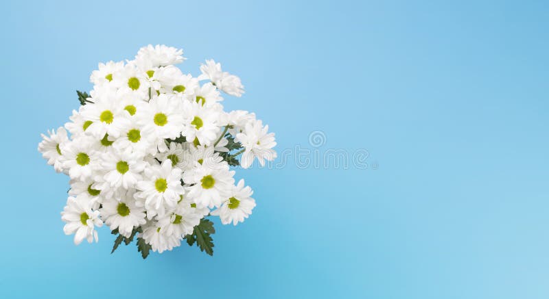 White Daisy Flowers Bouquet Stock Image - Image of springtime, flat ...