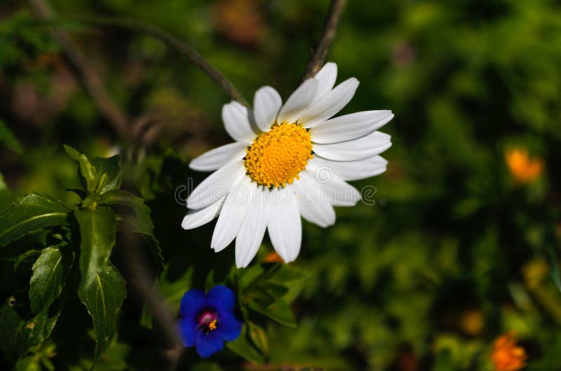 White daisy flowers. stock photo. Image of fresh, leaf - 51943668