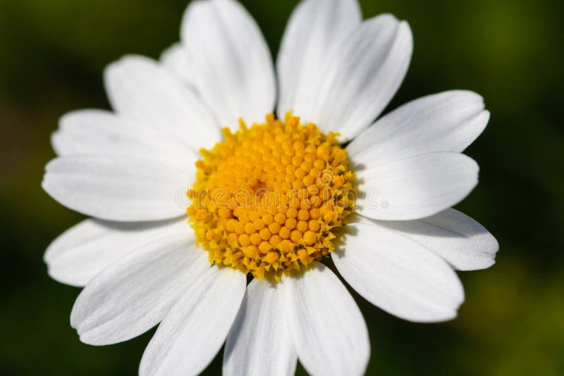 White daisy flowers. stock photo. Image of abstract, grass - 51943730