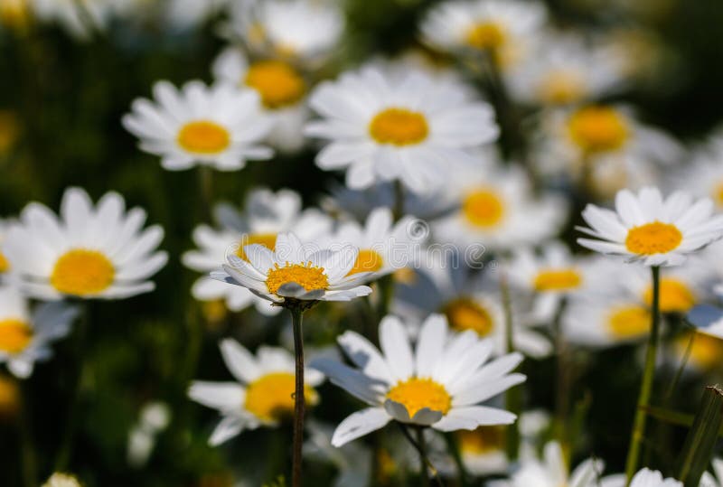White daisy flowers. stock image. Image of lots, growth - 51943795