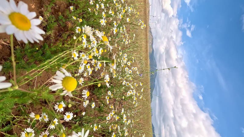 White Daisy Flowers Field Meadows Vertical Frame Stock Footage - Video ...