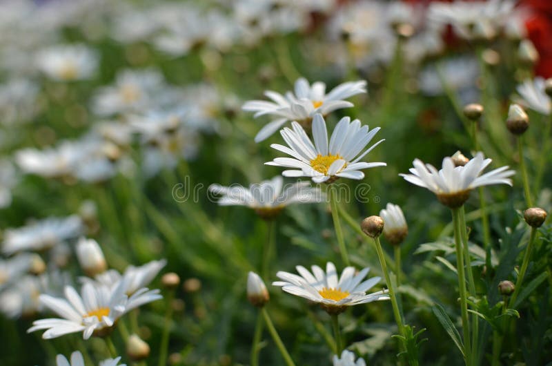A White Daisy Flowers on Green Leaves Background Stock Image - Image of ...