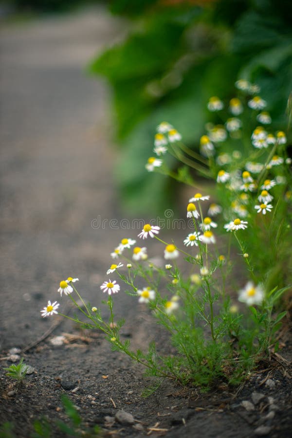White Daisy Flowers Grow in Spring by the Road Stock Image - Image of ...