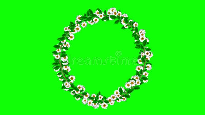 White Daisy Flowers and Leaves Circle Motion Graphics with Green Screen ...