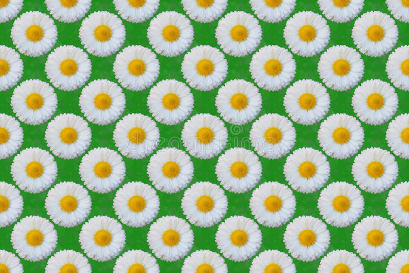 White Daisy Flowers Pattern Stock Vector - Illustration of large, plant ...