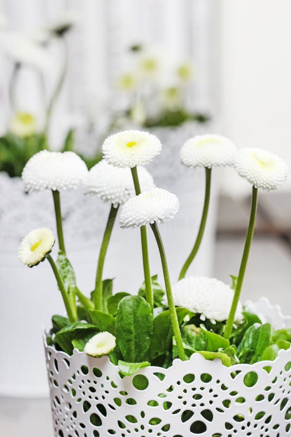 White Daisy Flowers in Vintage Bucket Stock Photo - Image of bouquet ...