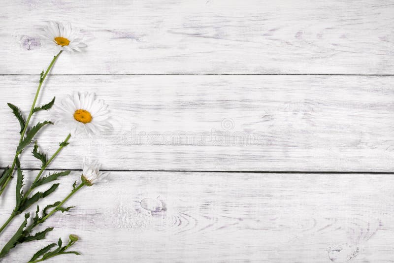 White Daisy Flowers On Wooden Table Background. Stock Photo - Image of ...