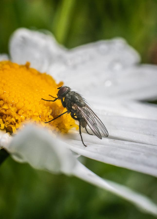 White Daisy with a Fly on it, Macro, Nature, Insect Stock Photo - Image ...