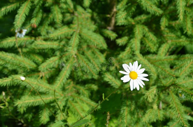 White daisy in the forest stock photo. Image of background - 145691742